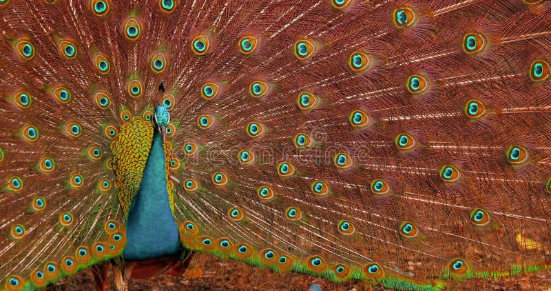 Peacock Bird Moving in the Frame. Stock Footage - Video of mirror, face ...
