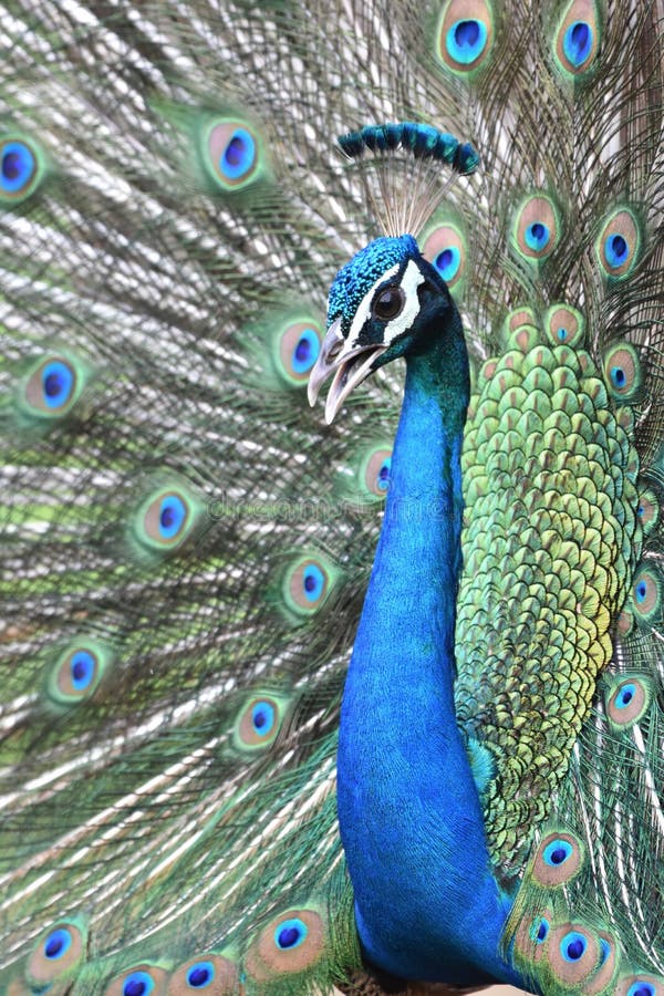 Peacock Bird Spread Feathers Stock Photo - Image of bird, blue: 261772552