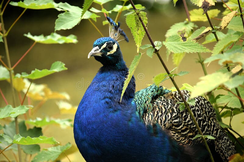 Peacock. stock image. Image of peafowl, peacock, animals - 42722607