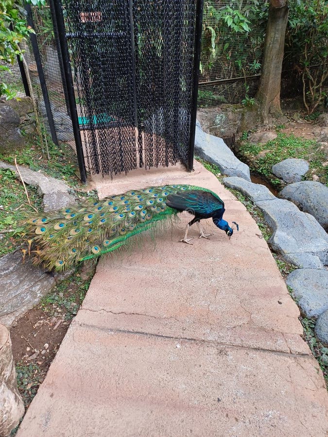 A Peacock Blocks the Exit Way Stock Photo - Image of backyard, park ...