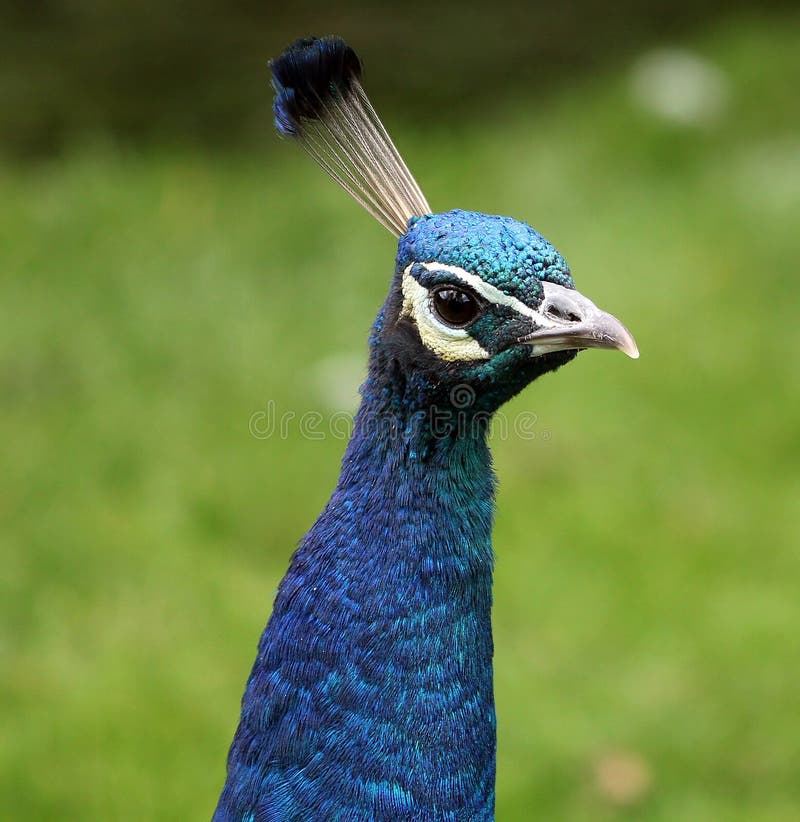 Peacock blue stock image. Image of blue, feathers, pavo - 21946393
