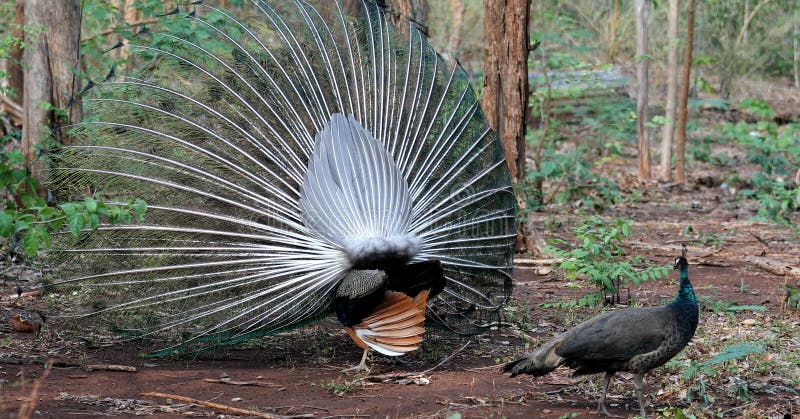 Peacock breeding stock photo. Image of peafowl, feather - 96689618