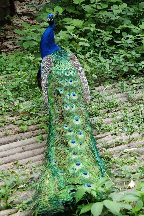 Peacock with Bright Colorful Feathers Stock Image - Image of bright ...