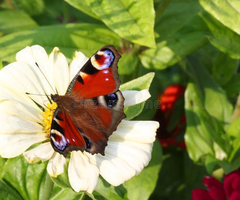 Peacock buterfly stock image. Image of insect, color, exoticism - 6030115
