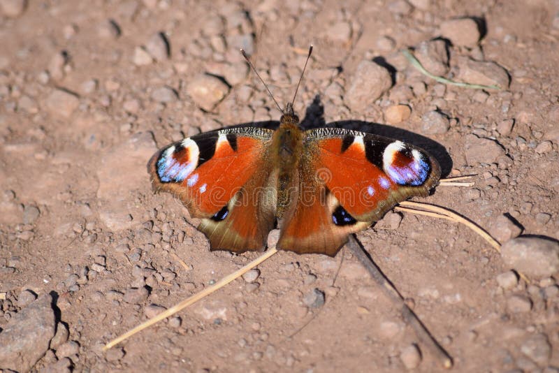 Peacock Butterfly Aglais Io Stock Image - Image of aglais, antenna ...