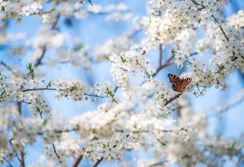 Butterfly on cherry tree stock photo. Image of garden - 21210418