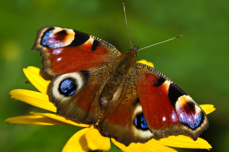 Peacock Butterfly or Inachis Io in Summer Stock Photo - Image of wings ...