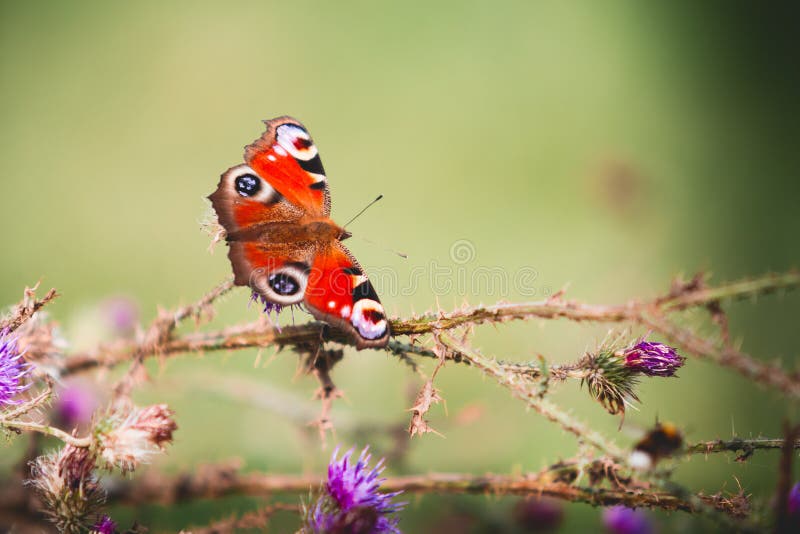 Peacock Butterfly on Violet Flowers Stock Photo - Image of eyespot ...