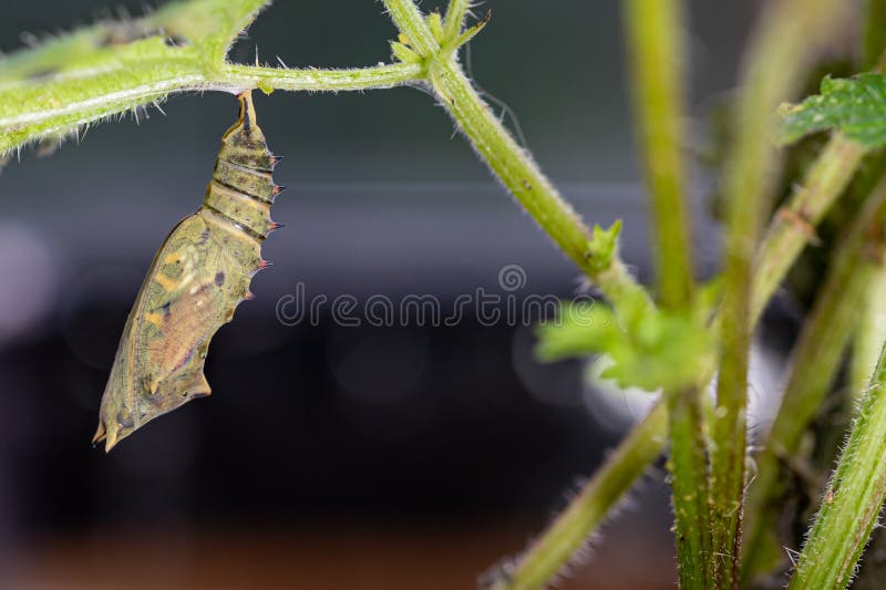 Transforming Bumblebee Video Stock Photos - Free & Royalty-Free Stock ...