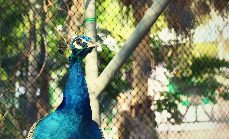 Peacock in a cage stock photo. Image of beak, beautiful - 57345428
