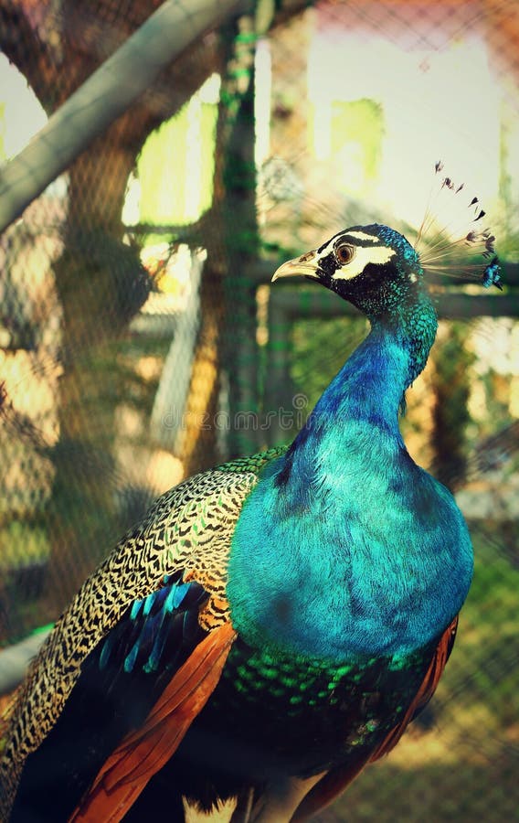 Peacock in a cage stock image. Image of nature, cage - 57345437