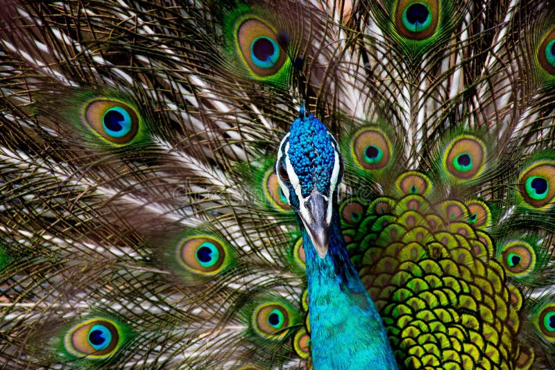 974 Peacock Cage Stock Photos - Free & Royalty-Free Stock Photos from ...