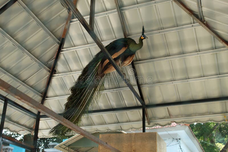 Peacock Cage Stock Images - Download 559 Royalty Free Photos