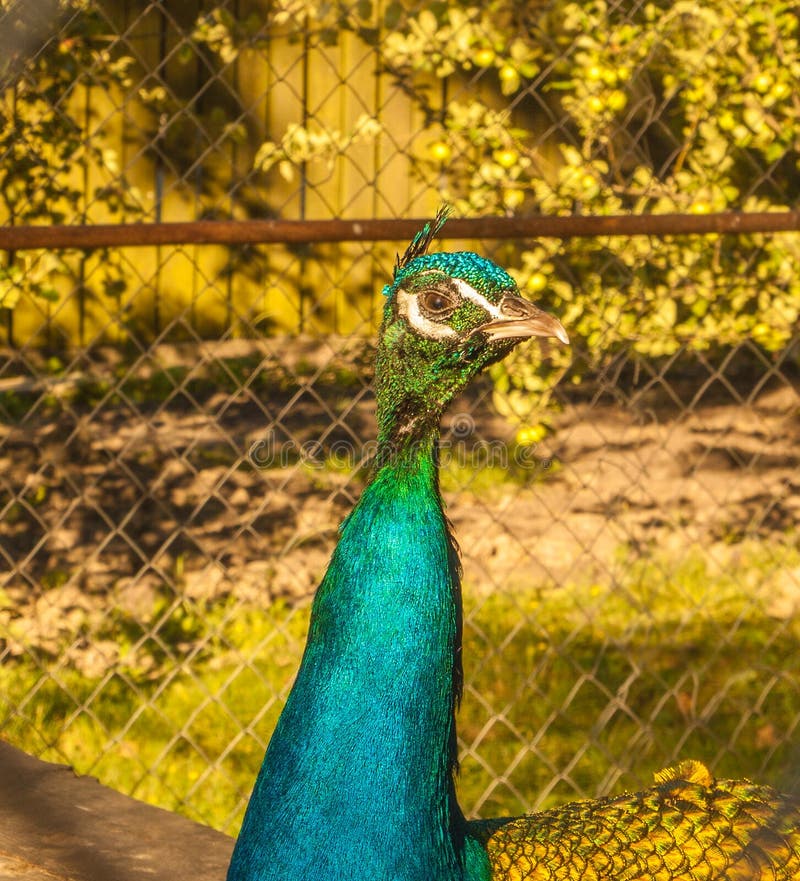 Peacock in the cage stock image. Image of pattern, horizontal - 121911555