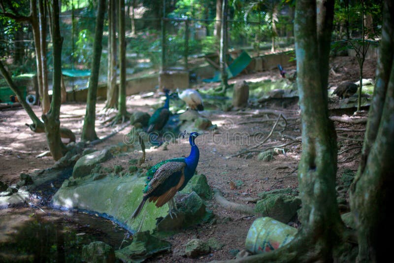 Peacock in a cage stock photo. Image of feather, male - 37401230