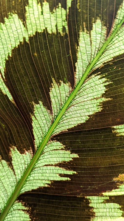 The Peacock Calathea Leaf Pattern Stock Image - Image of ovat, leaf ...