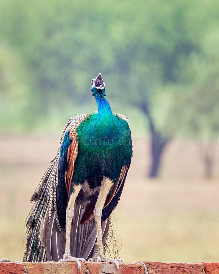 A peacock calling in rain stock photo. Image of macro - 251808866