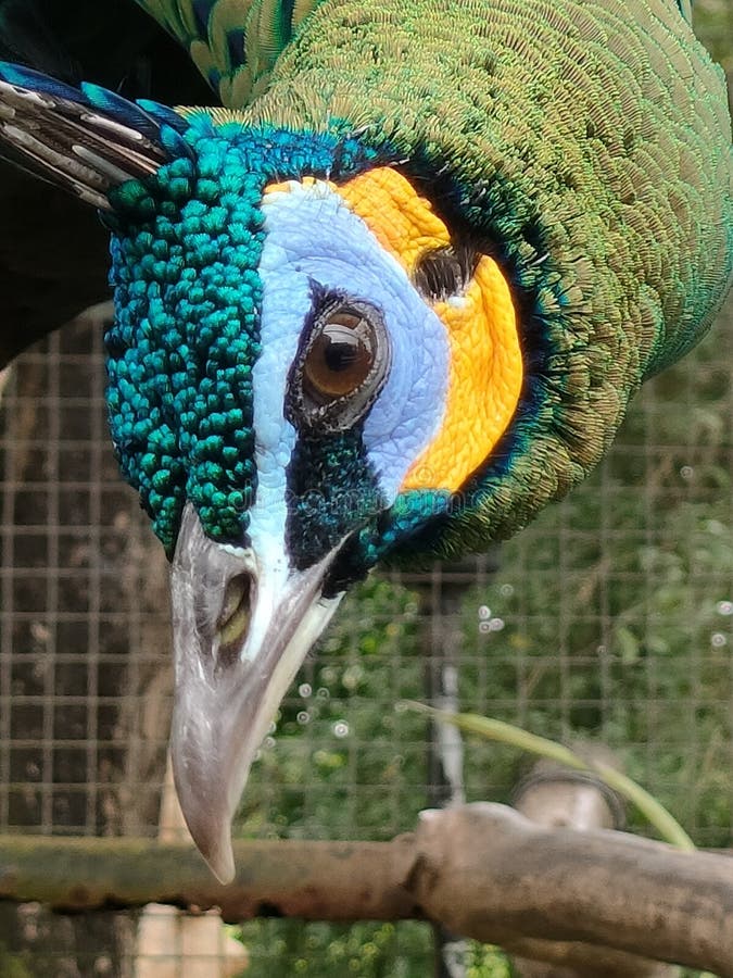 Peacock in Central Java stock image. Image of blue, wildlife - 250740651