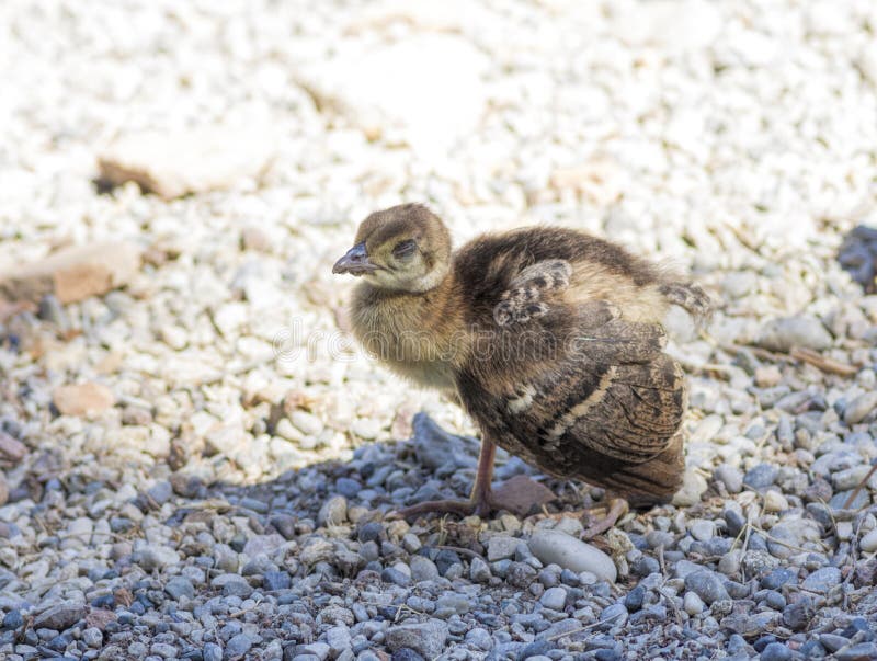 Peacock chick on the rocks stock photo. Image of animal - 81208666