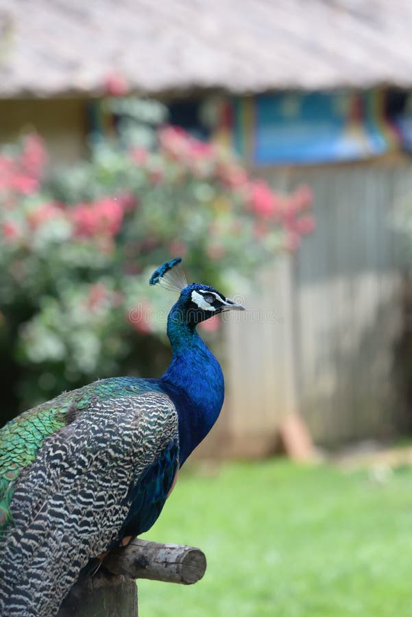 The peacock stock photo. Image of male, digital, green - 48068048