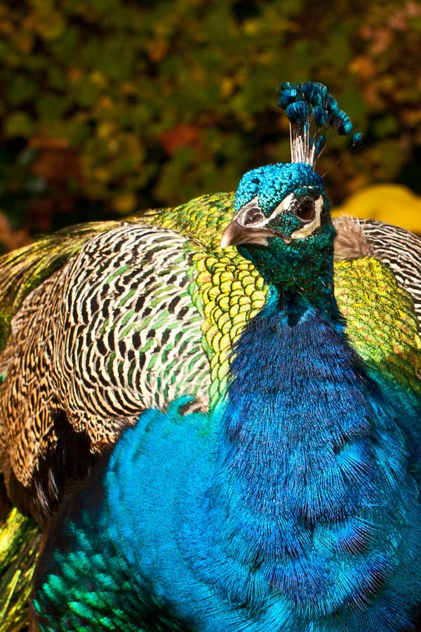 Angry Peacock Stock Photos - Free & Royalty-Free Stock Photos from ...