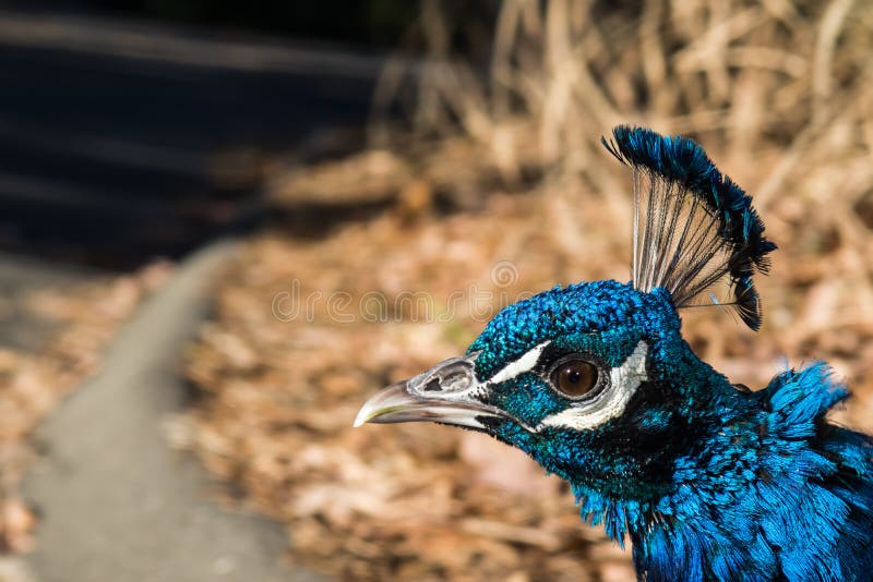 Angry Peacock Stock Photos - Free & Royalty-Free Stock Photos from ...