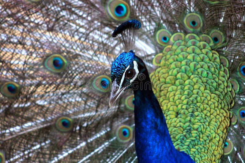 135 Indigo Peacock Stock Photos - Free & Royalty-Free Stock Photos from ...
