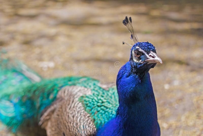 Peacock Close Up stock image. Image of peacock, royal - 228645989