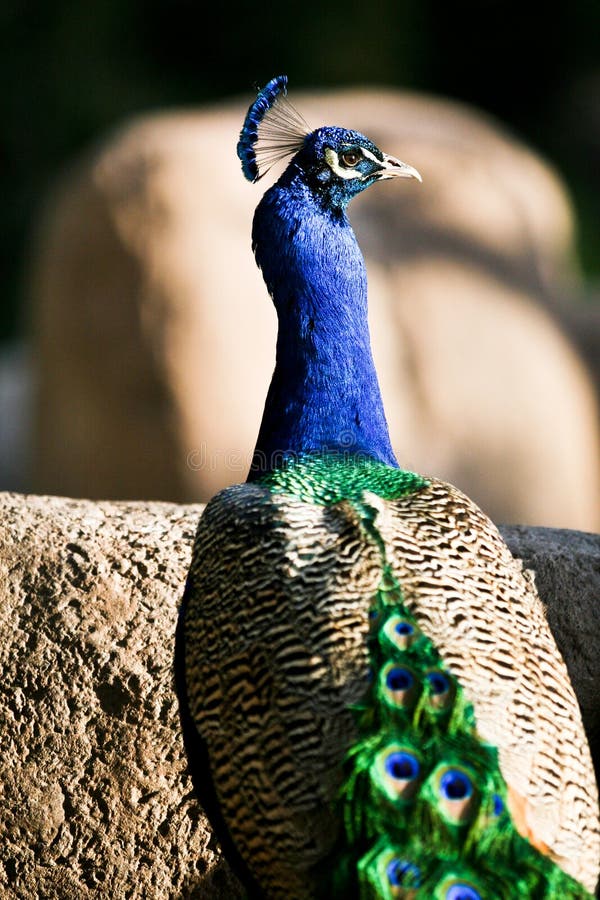 Peacock Close-up stock image. Image of beauty, fauna - 35828209
