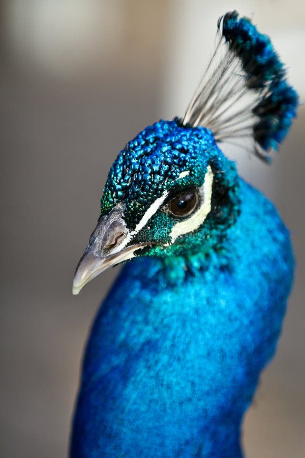 Peacock Close-up stock image. Image of blue, peacock - 35828247
