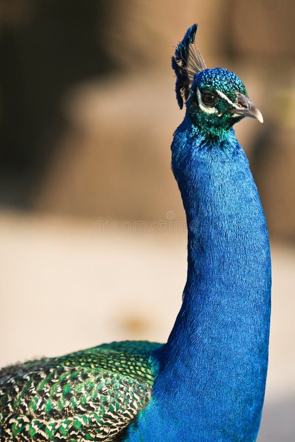 Peacock Close-up stock image. Image of male, majestic - 35828275
