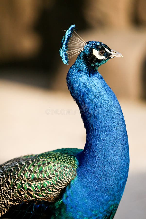 Peacock Close-up stock image. Image of closeup, bird - 35828289