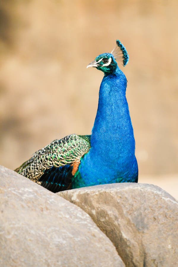 Peacock Close-up stock photo. Image of peacock, crest - 35828324