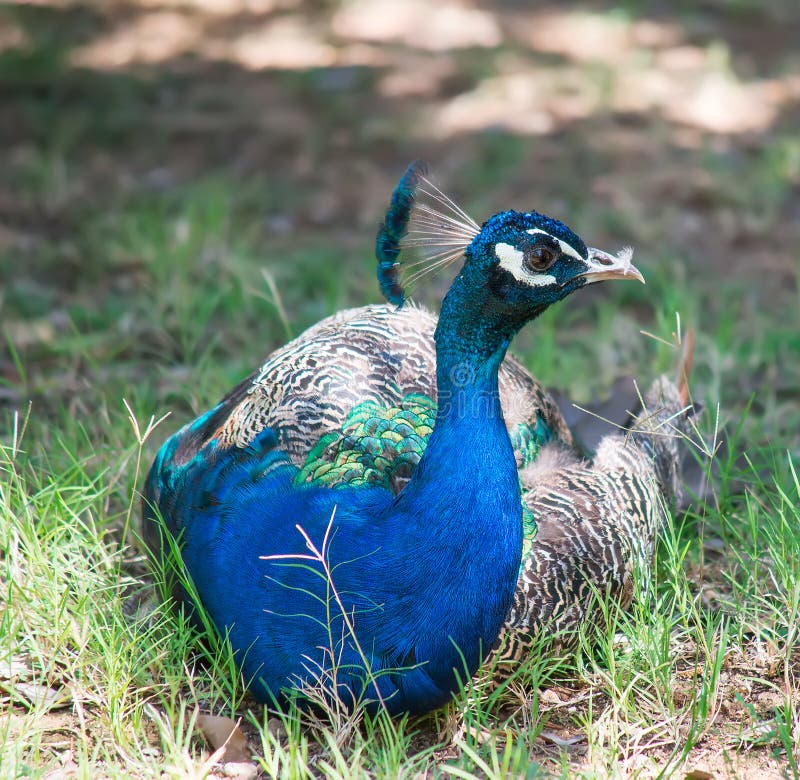 Peacock closeup stock image. Image of male, copy, space - 45419801