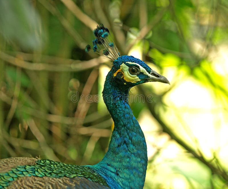 Peacock closeup profile stock photo. Image of wild, peacock - 22528414