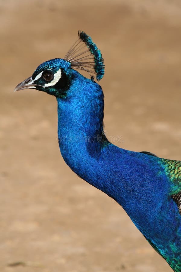 Peacock Closeup Profile stock photo. Image of bird, left - 24549238