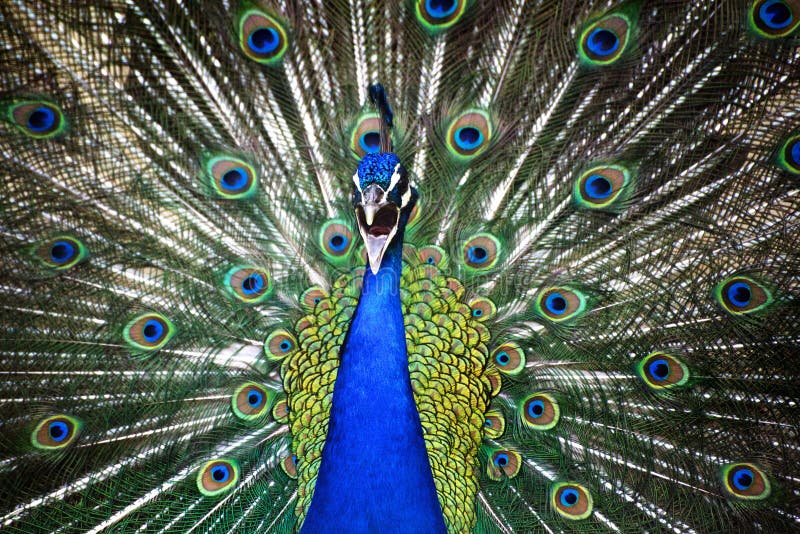 Angry Peacock Stock Photos - Free & Royalty-Free Stock Photos from ...