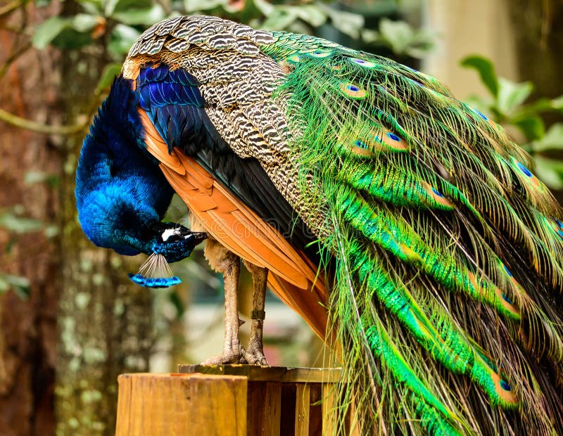 A Beautiful Peacock In Its Habitat Stock Image - Image of fans, bird ...