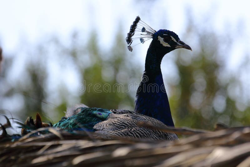 Peacock Nest Egg stock image. Image of nest, idea, bright - 9833265