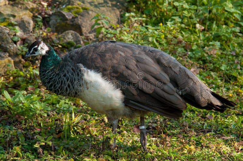 Peacock stock image. Image of fowl, bird, spring, portrait - 32588225