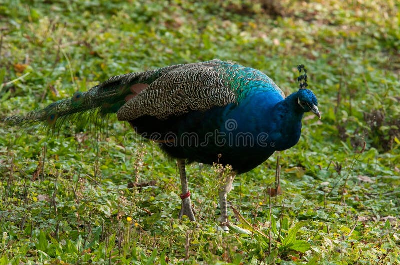 Peacock stock photo. Image of bird, animals, birds, fowl - 32588582