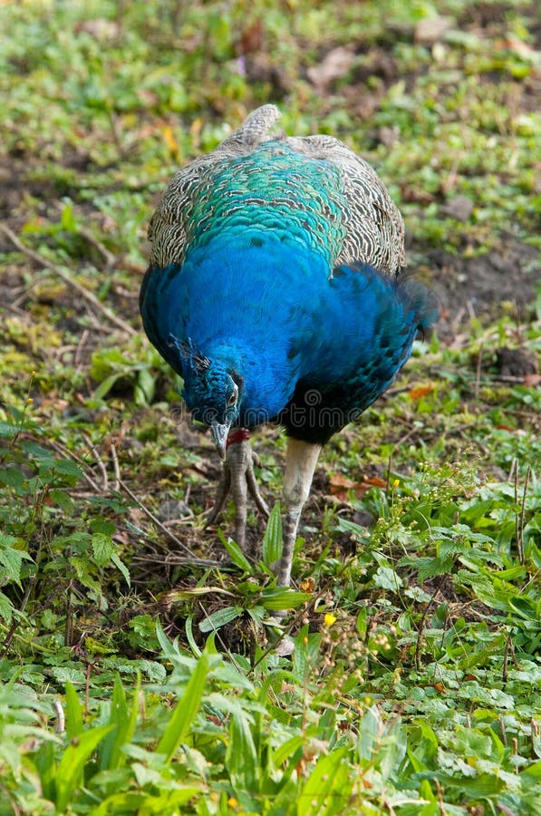 Peacock stock image. Image of portrait, grass, peacock - 32588809