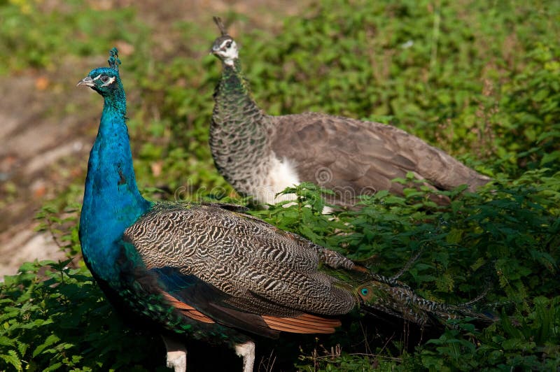 Peacock stock photo. Image of peacocks, bird, portrait - 32588934