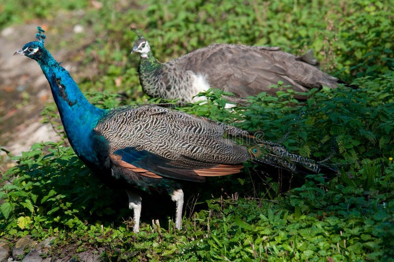 Peacock stock photo. Image of spring, galliformes, feather - 32588974