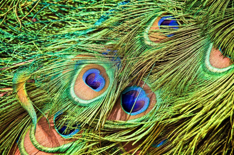 Green feathers stock photo. Image of colours, soft, black - 9482206