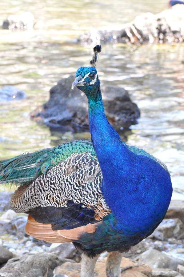 Angry Peacock Stock Photos - Free & Royalty-Free Stock Photos from ...