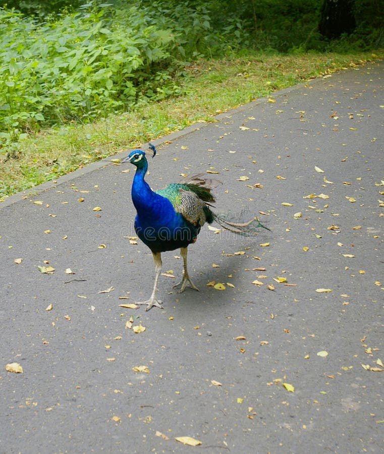 Peacock Stock Image Image Of Beautiful Green Dancing 56932319