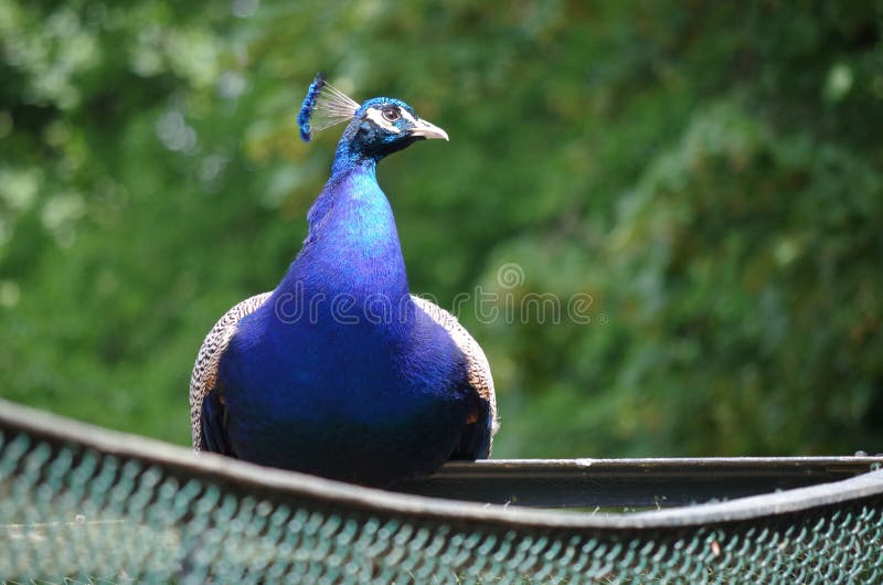 Peacock stock photo. Image of animal, closeup, cave, german - 48033544