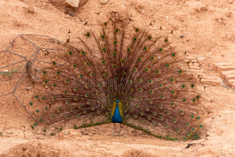 A Peacock Courtshipping and Showing His Feathers Stock Photo - Image of ...