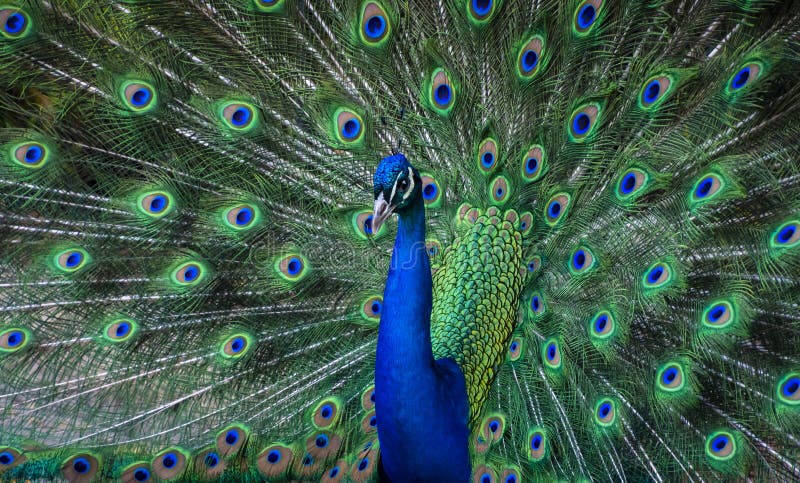 Peacock Dance Attracting Peahen Stock Photo - Image of beak, circles ...